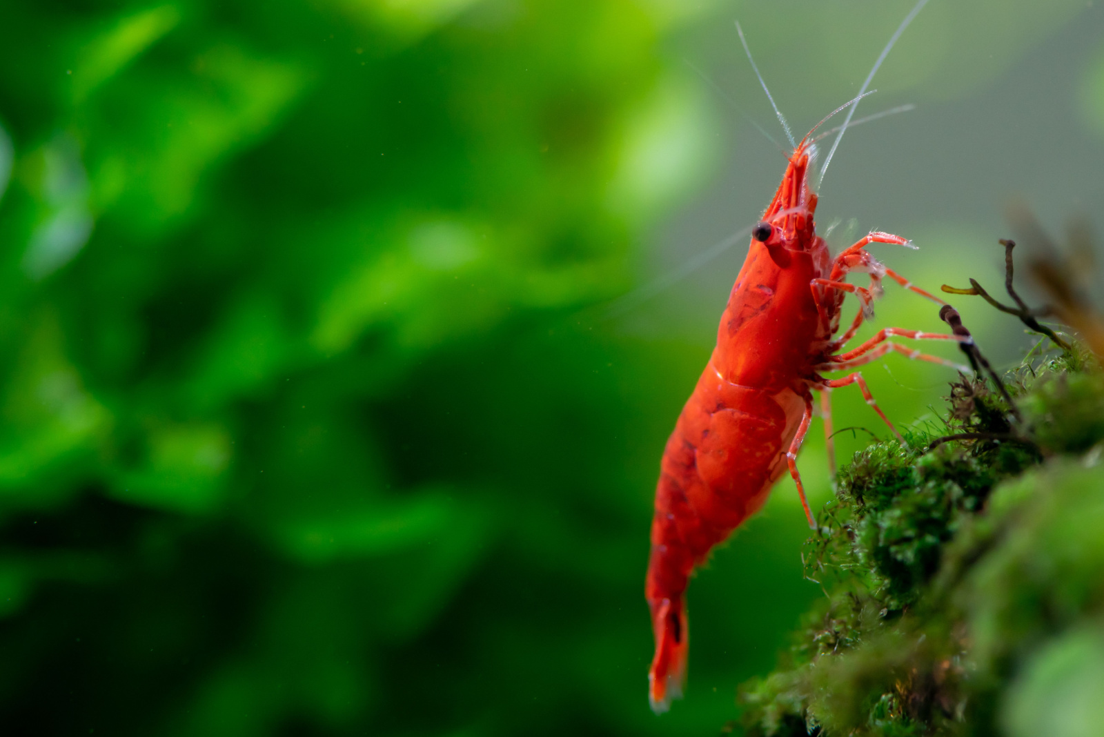 9 Aquarium Pets That Aren’t Fish