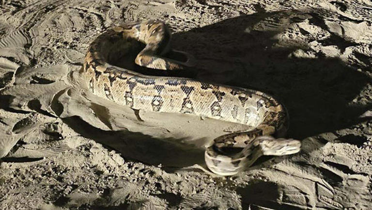 7-foot snake found far from home may have had a spiritual purpose ...