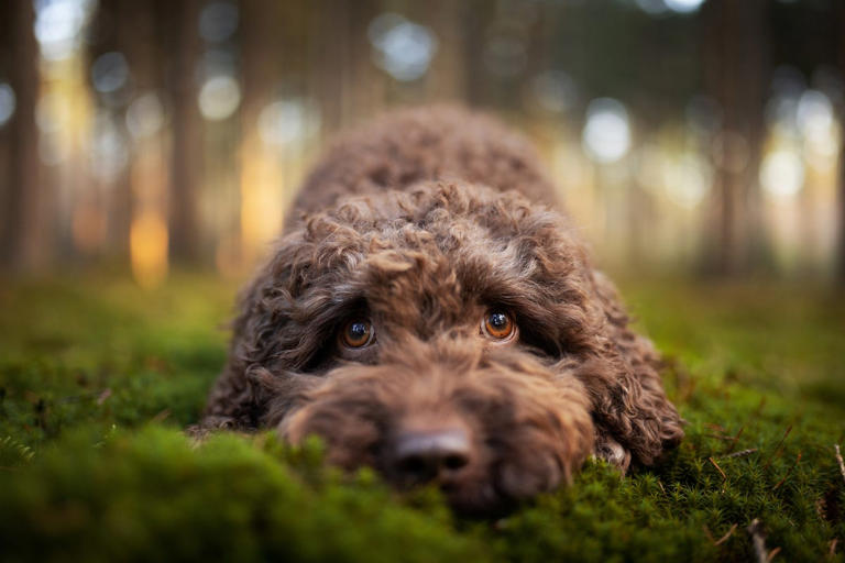 These Brown Dog Names Are As Sweet As Your Chocolate-Colored Cutie