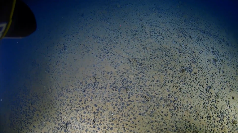 Deep-sea creature with dozens of tentacles seen moving in ‘peculiar ...