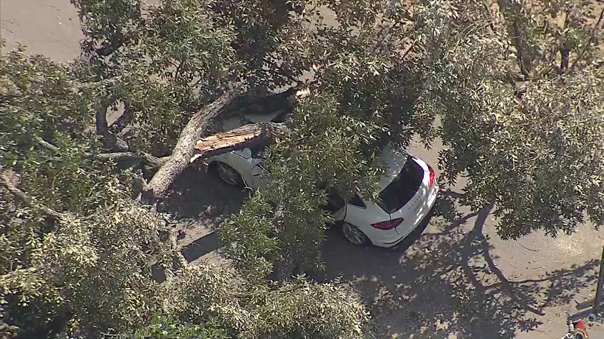 Crews work to restore power after tree falls on SUV, injuring driver in ...