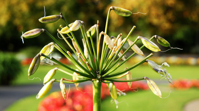 The Best Way To Deadhead Agapanthus Plants & Keep Them In Tip-Top Shape