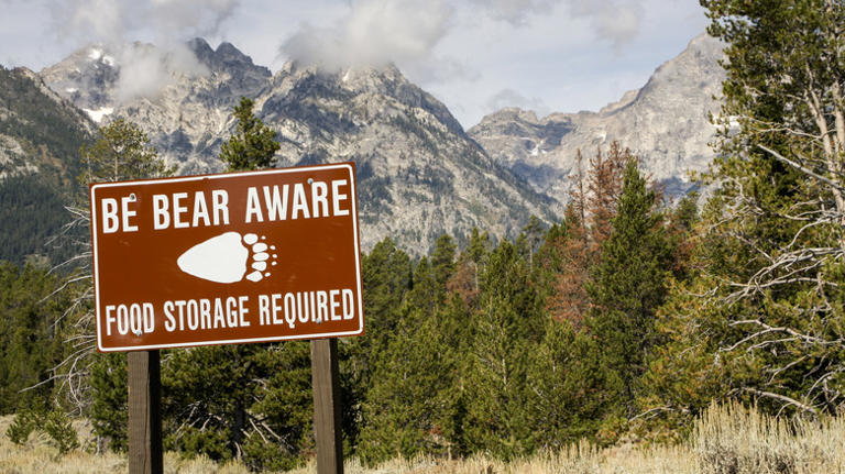 A Ranger Reveals What It's Like Being Amongst The Most Brown Bears At ...