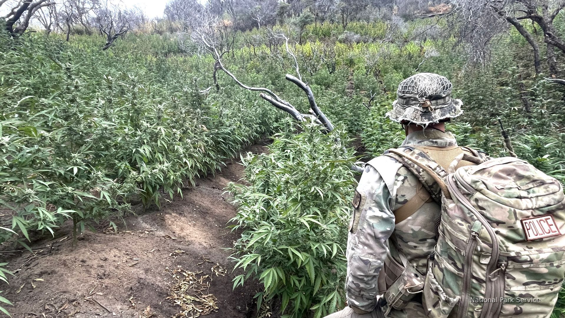 Weeded out: 2,377 illegal marijuana plants, gun removed from national park