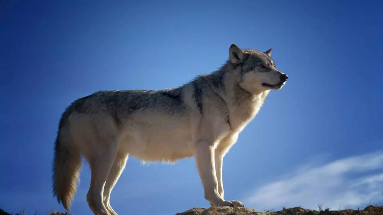 6 wolf facts that show why these animals are so remarkable