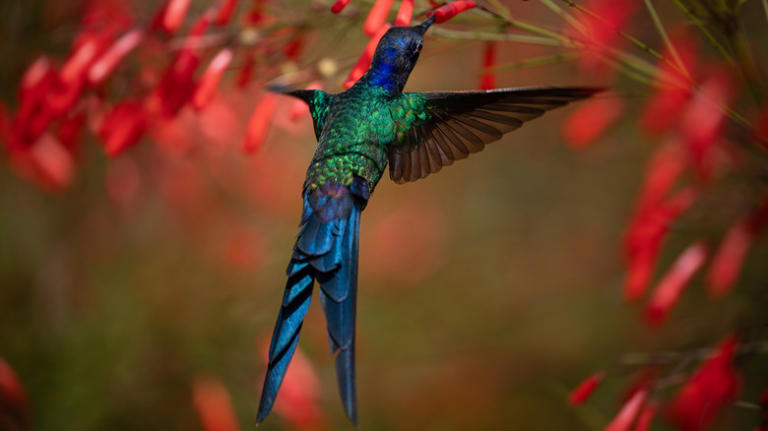 The Truth Behind Why Hummingbirds Seem To Be Attracted To The Color Red