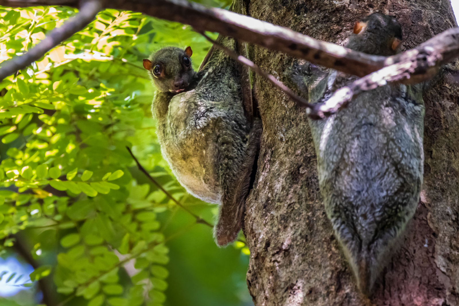 7 Land Animals That Can Fly Or Glide