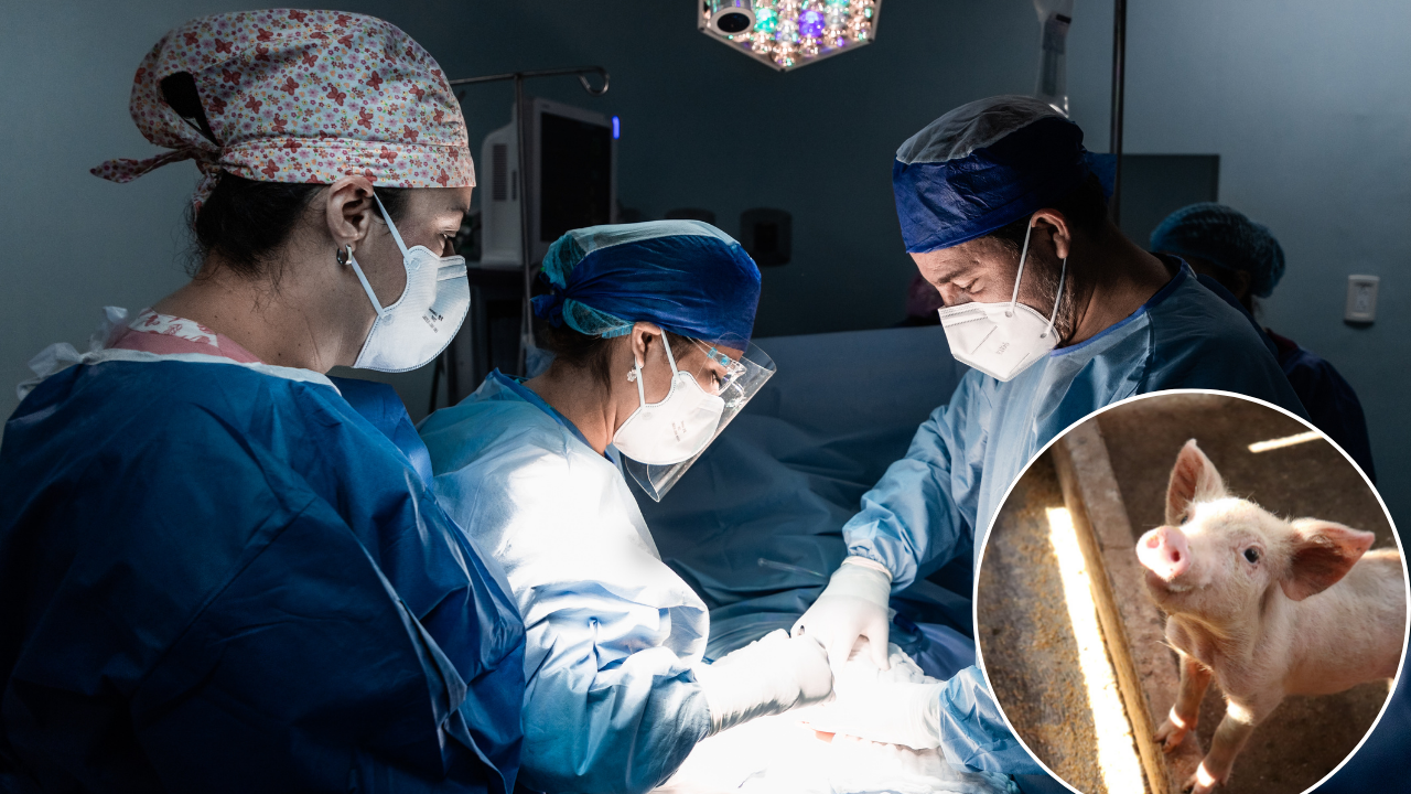 Surgeons Transplant First-Ever Gene-Edited Pig Lung Into A Brain-Dead Man