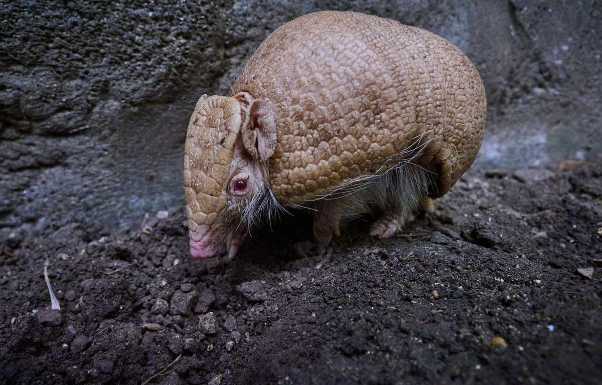 Animaux : Un tatou albinos voit le jour au zoo de Beauval, un cas ...
