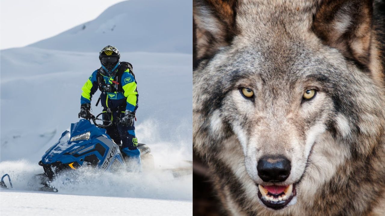 Snowmobile driver indicted for animal cruelty after running over and ...