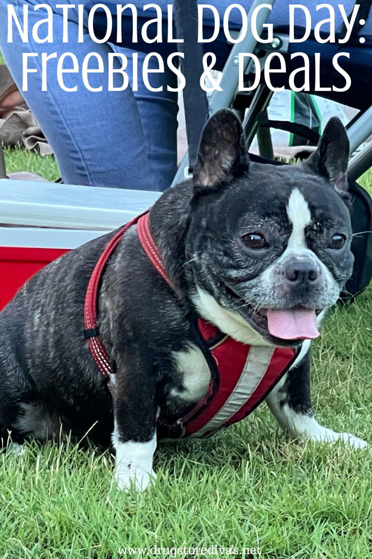 National Dog Day: Freebies And Deals