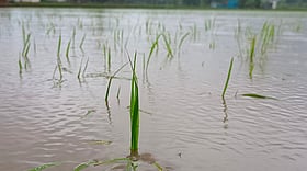 Monsoon shifts: Standing crops in danger as IMD predicts heavy rainfall