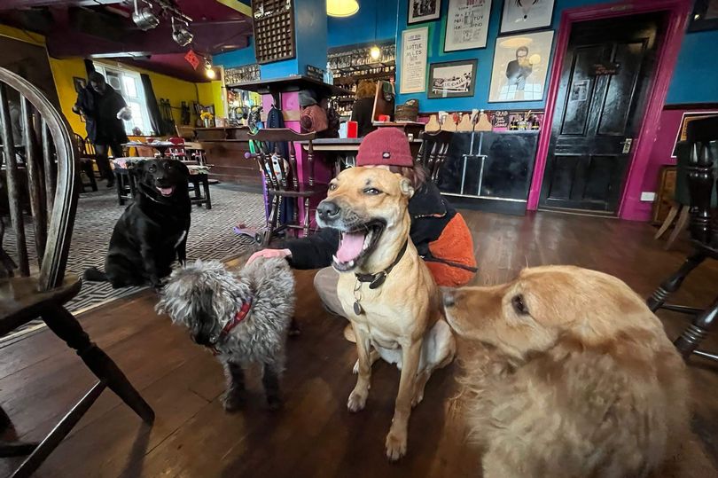 Village pub where dogs, horses and goats stop by aims to be crowned ...