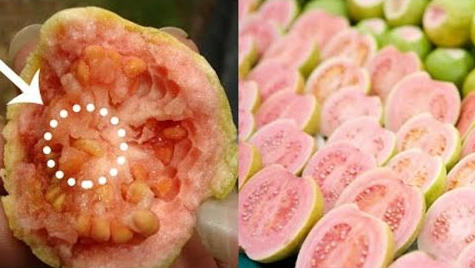 Como Eliminar o Bicho da Goiaba | Produza Goiabas Saudáveis e Sem Pragas