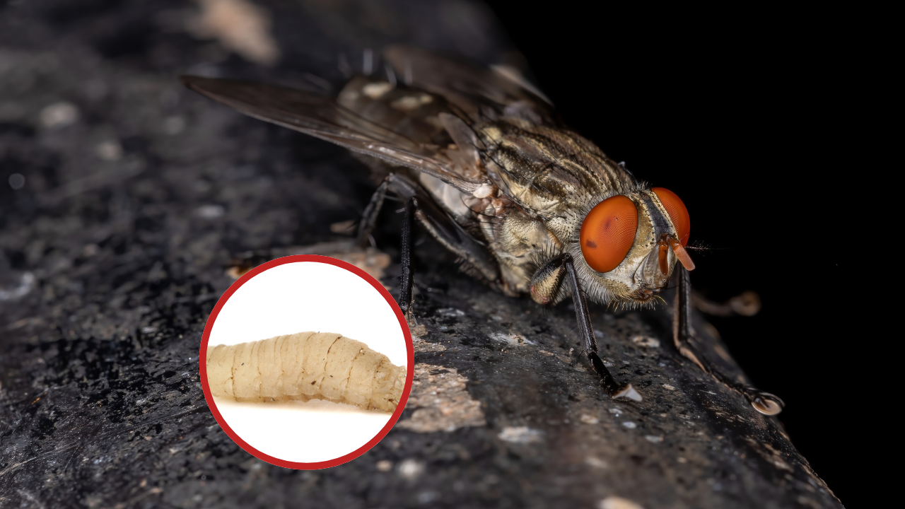 First Case Of Flesh-Eating Parasite In Humans Has Been Detected In US ...