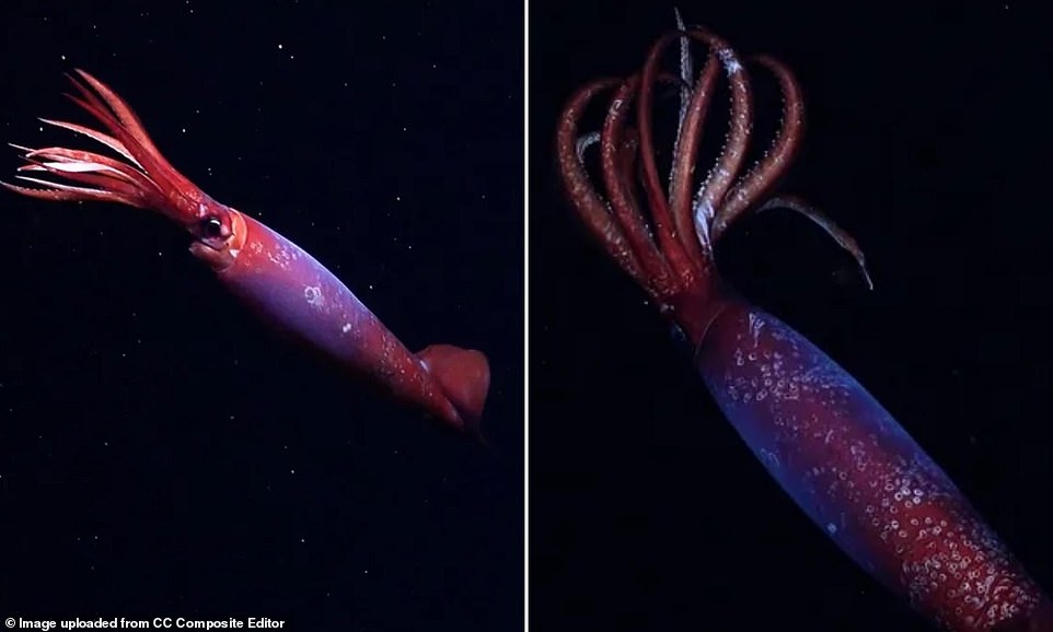 Scientists capture first ever footage of rare Antarctic squid