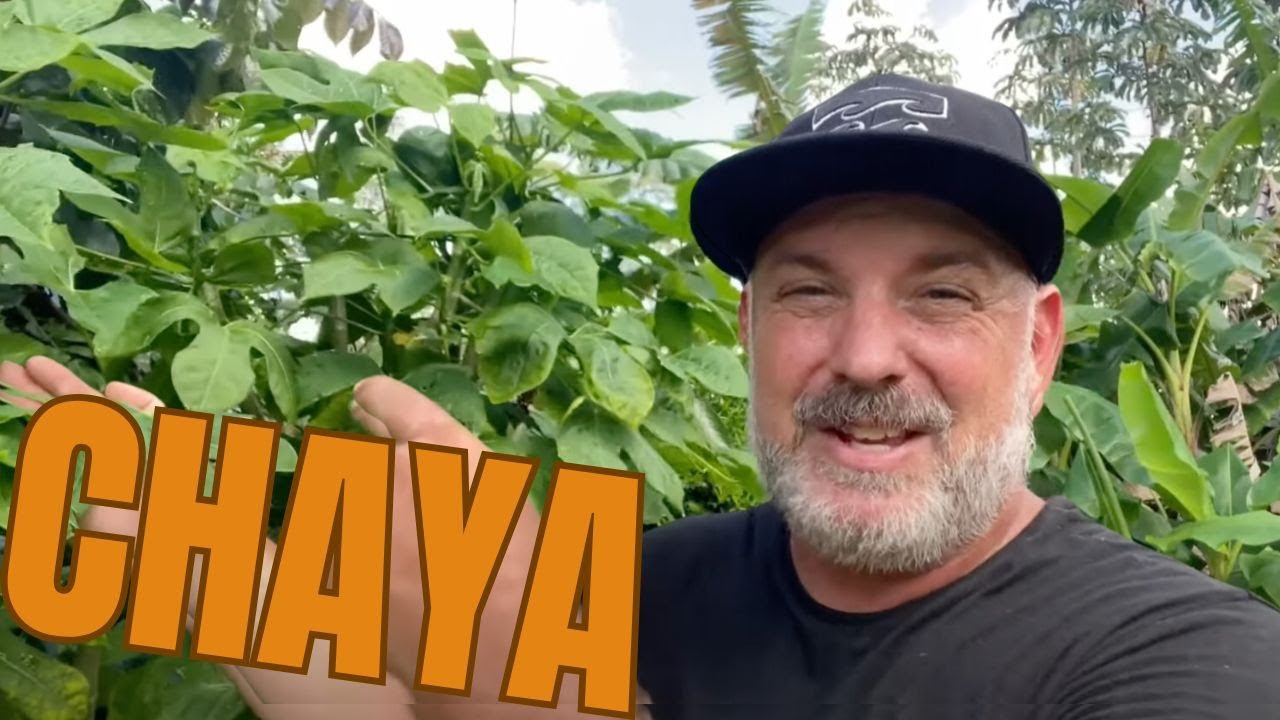 This Easy-to-Grow Super Green Is Also Super Delicious