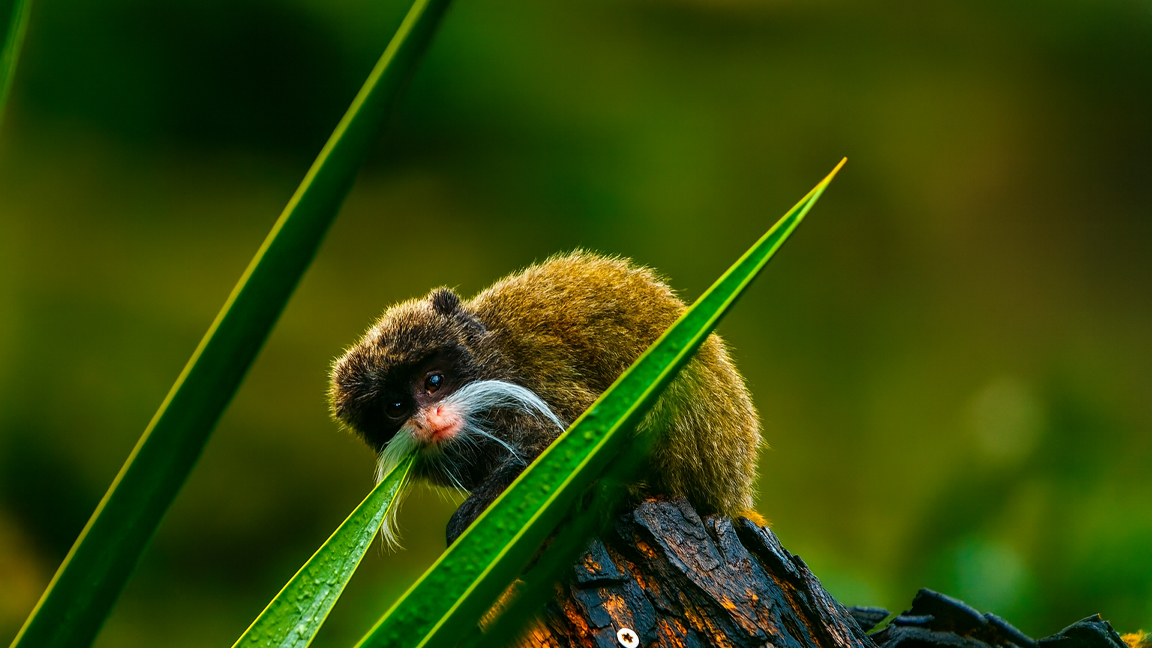 Authentic Moments of the Wild – Unscripted in 4K