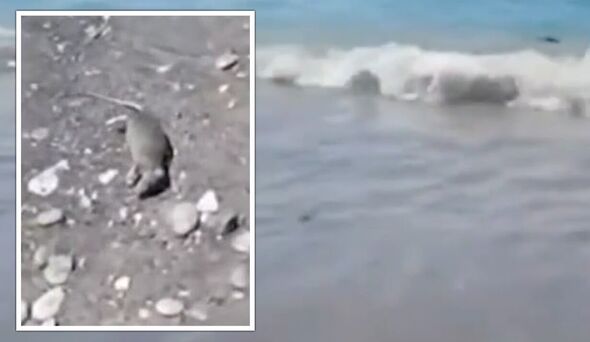 Sunbathers forced to flee beach in horror after dozens of dead rats ...