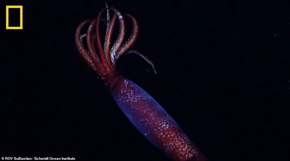 Scientists capture first ever footage of rare Antarctic squid