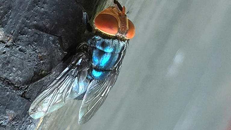 US confirms rare case of flesh-eating parasite. Here’s what to know ...