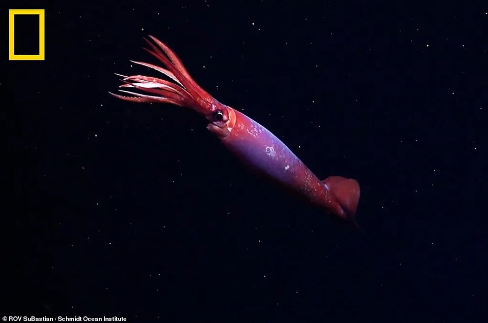 Scientists capture first ever footage of rare Antarctic squid