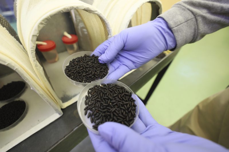 First US human case of flesh-eating parasite confirmed in Maryland