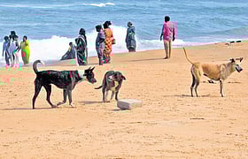 Stray dog attacks 77-yr-old during fight with pet dog