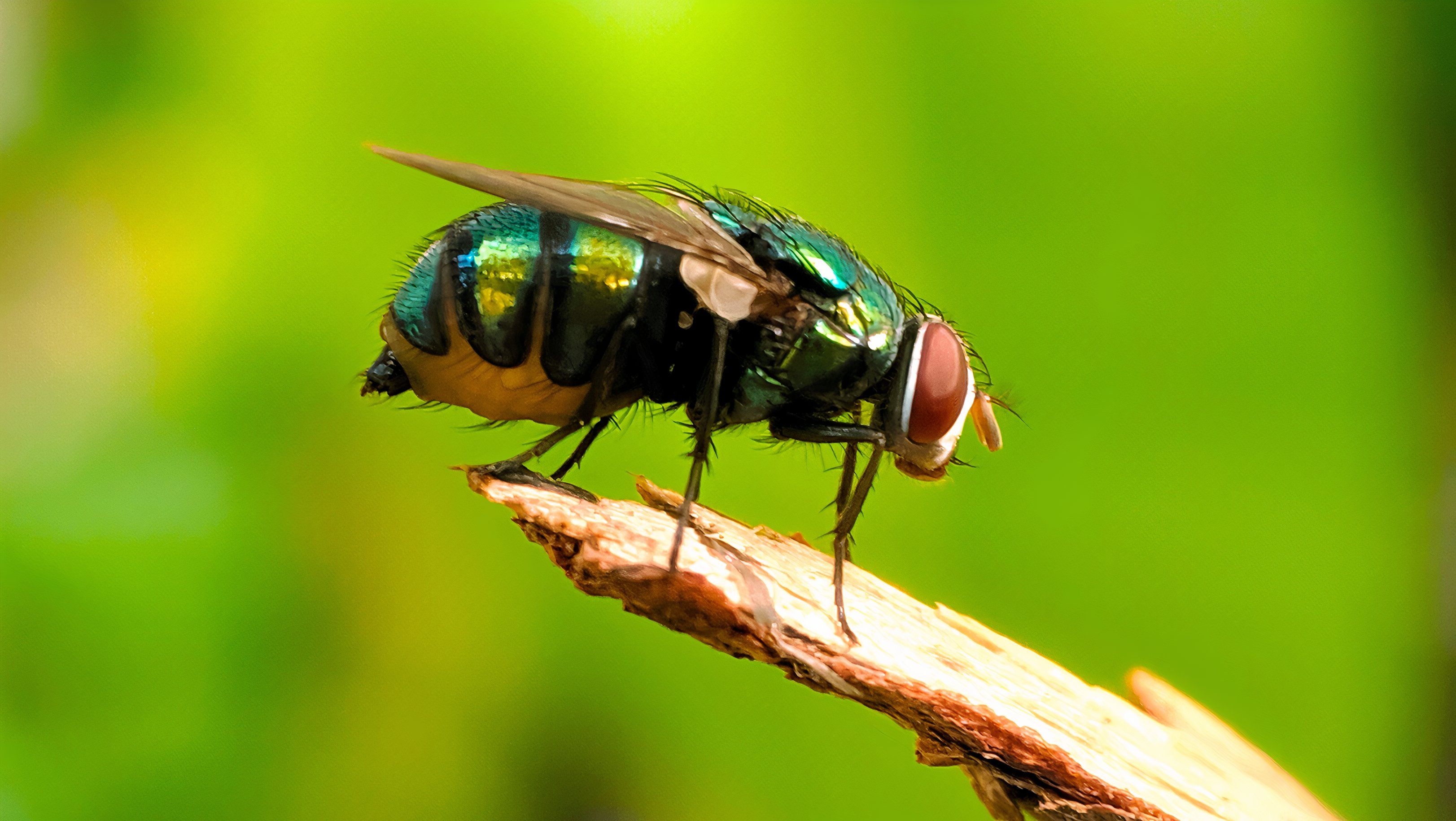 Rare Flesh-Eating Parasite Infects U.S. Traveler In The Nation’s First ...