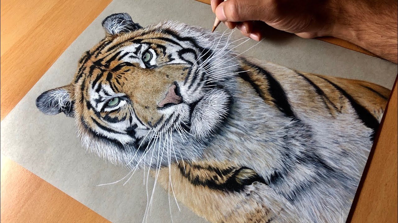This Sumatran tiger drawing looks too real