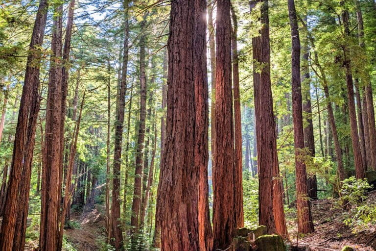 Ecosystems as infrastructure: Tim Christophersen on how to rebuild humanity’s ties to nature