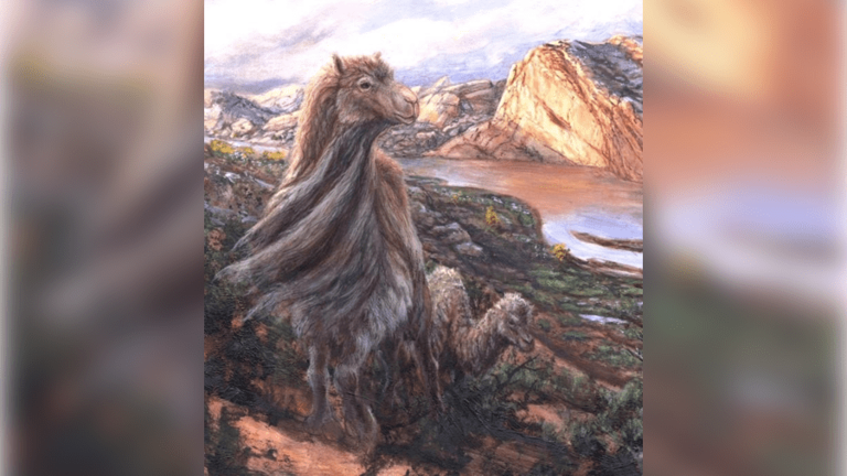 Camel fossil discovered along Green River in 1987 now known to be ...