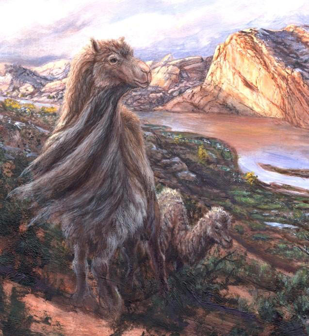 Camel fossil discovered along Green River in 1987 now known to be ...