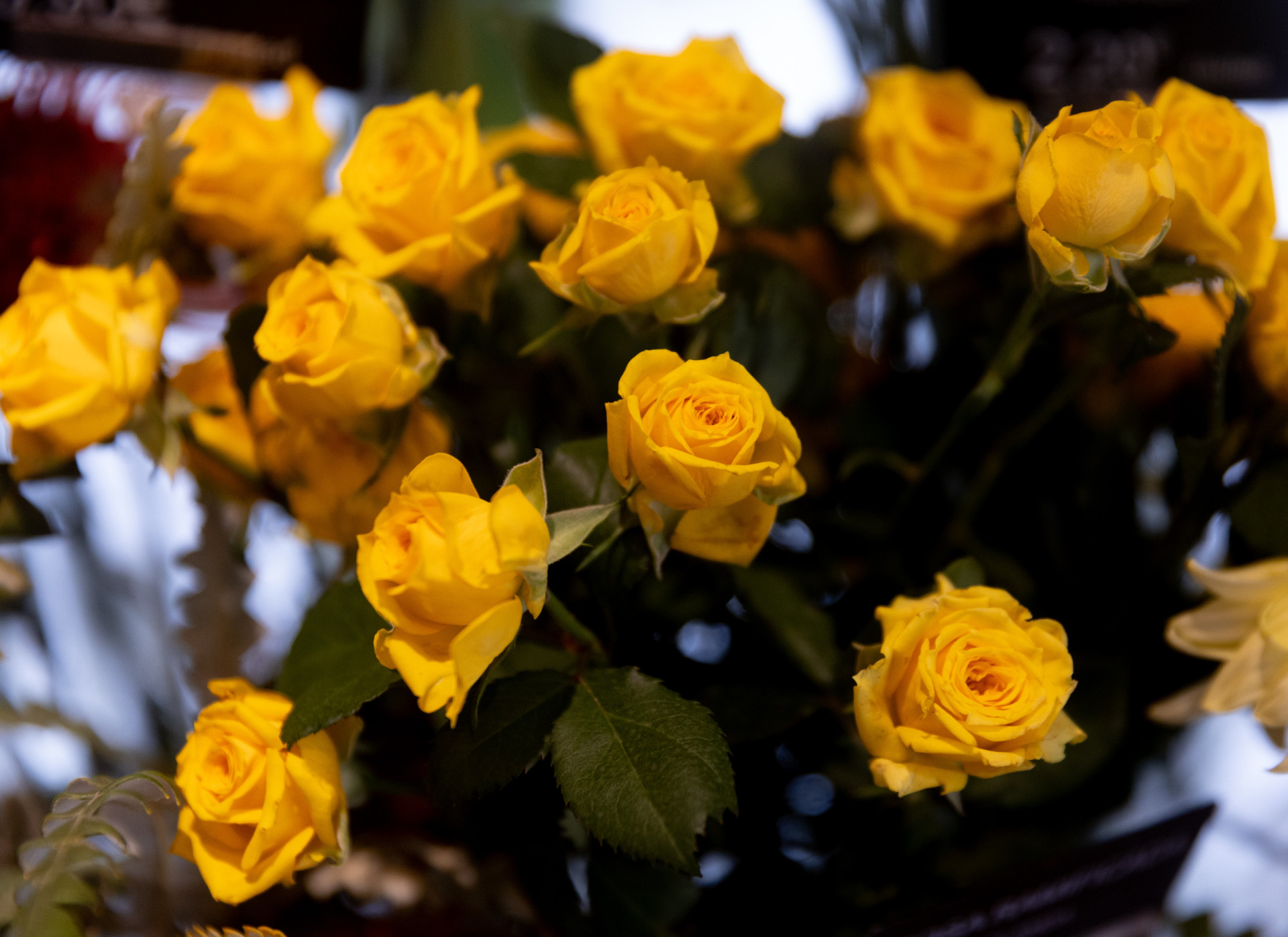 Never offer yellow roses to the love of your life