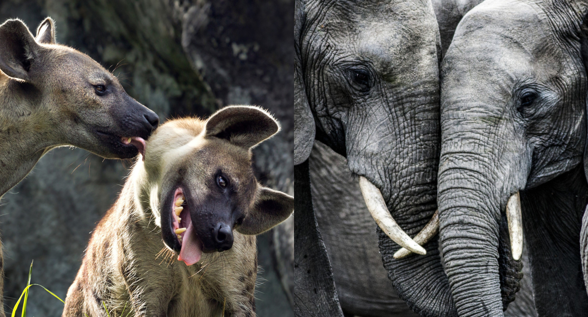 Animals that mate with their own gender