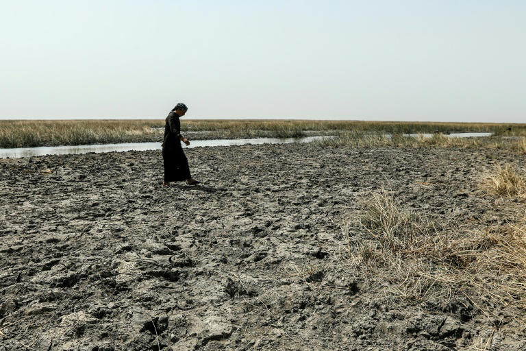 'The marshes are dead': Iraqi buffalo herders wander in search of water