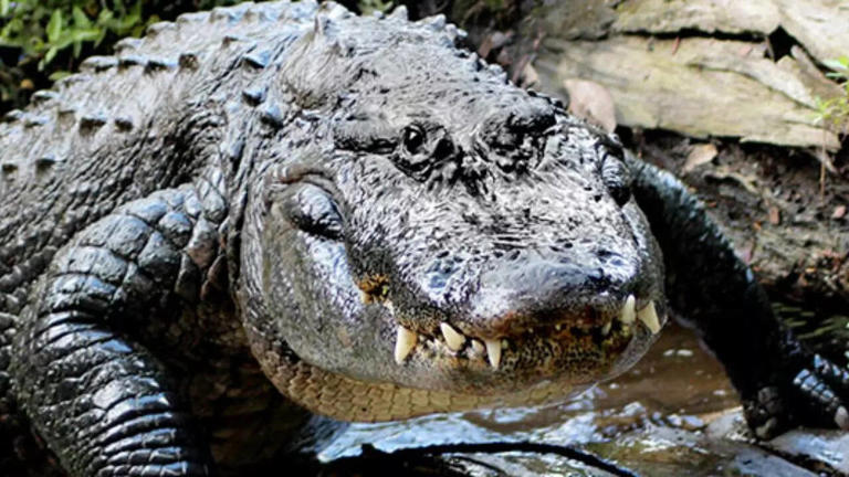 Did you know alligators can climb trees? Explore the fascinating facts ...