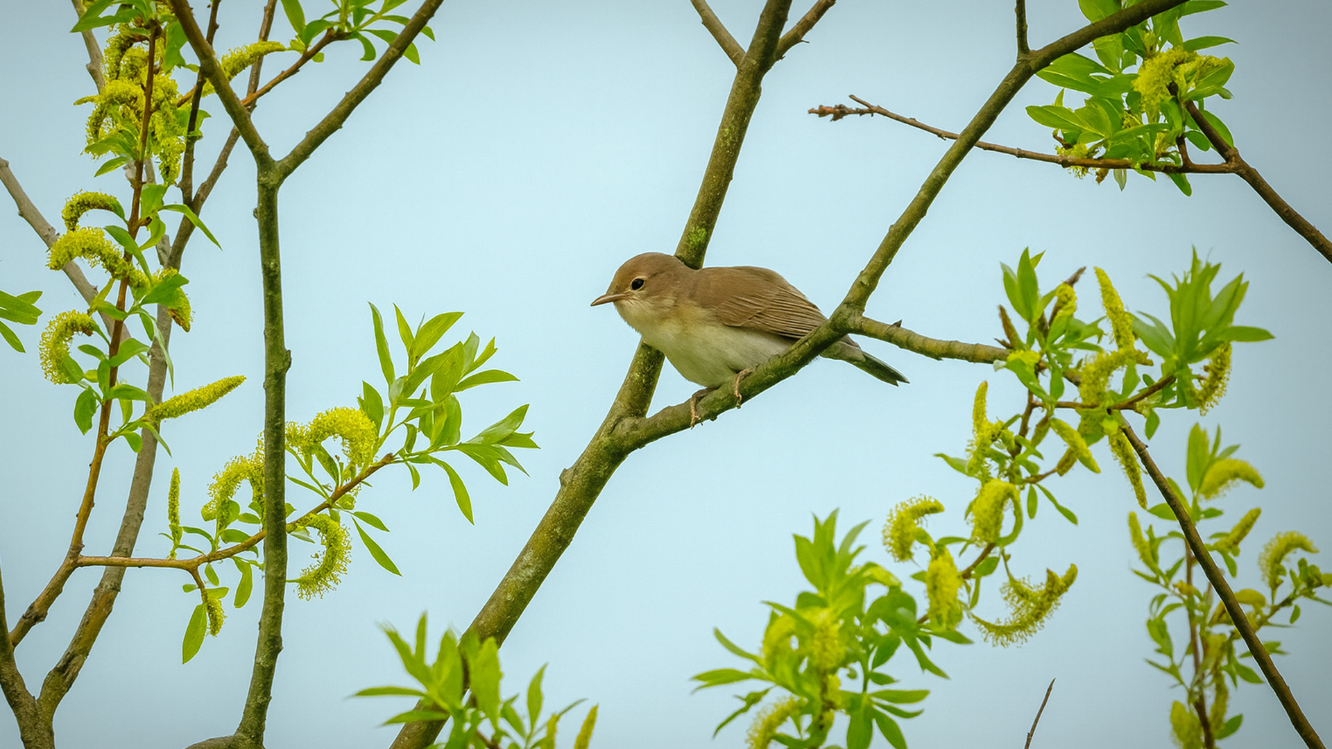 Common Nightingale Warbler – Lively Singing in the Bushes