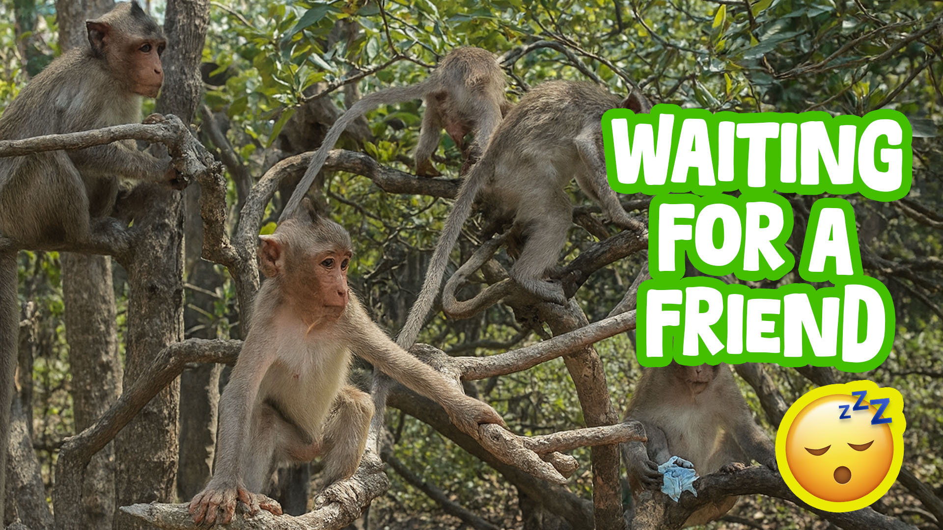 Monkey Patiently Waiting for a Friend