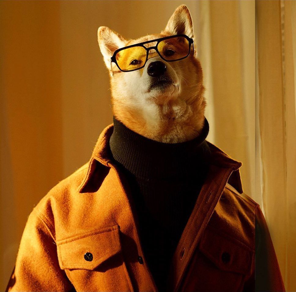 International Dog Day: The most famous dogs on the internet