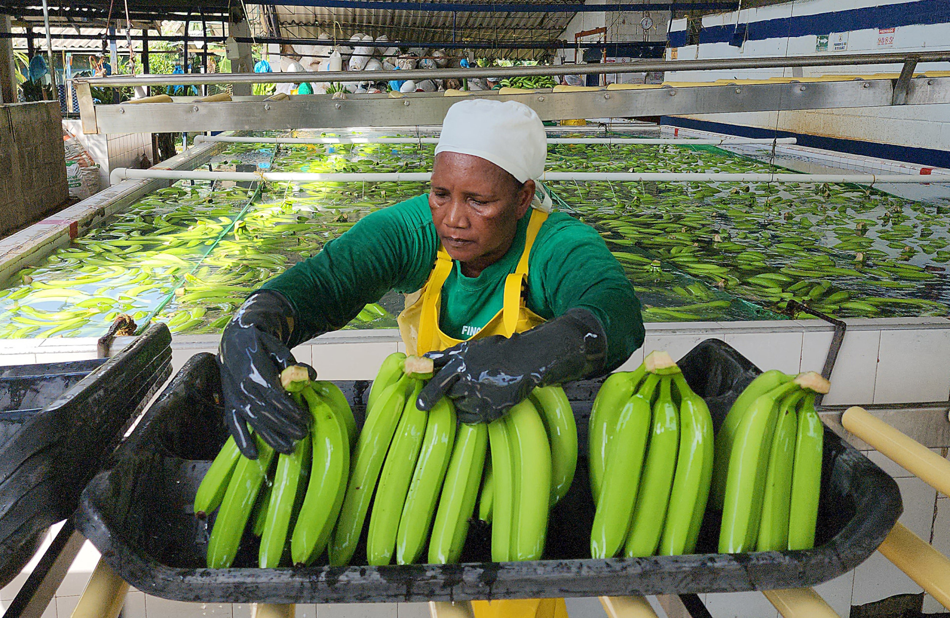 Drought-resistant crops that could save humanity