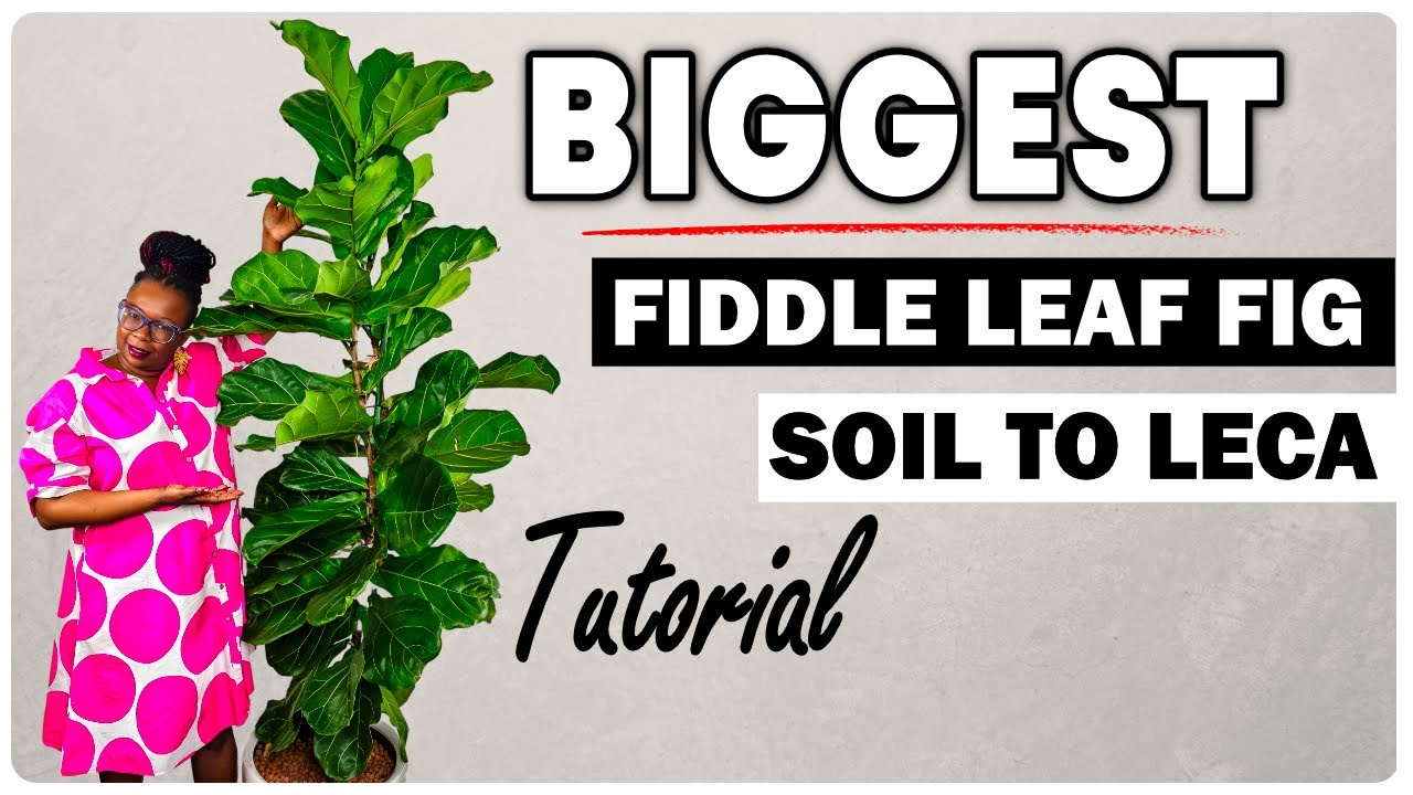 World’s Biggest Fiddle Leaf Fig: Soil to LECA Transfer – Shocking Results!