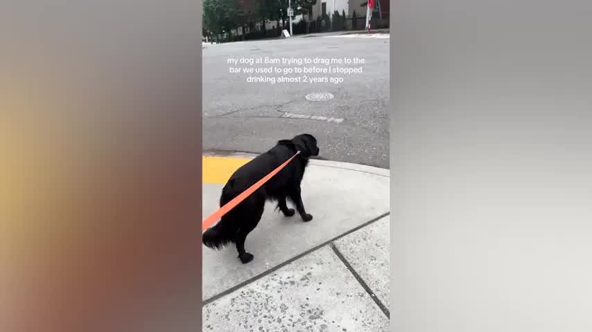 Woman Quit Drinking, But Dog Has Other Ideas
