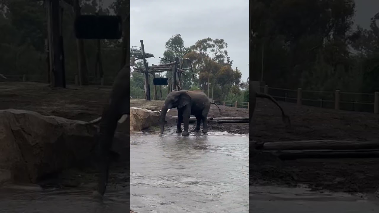 Watch a joyful elephant splash in the pouring rain
