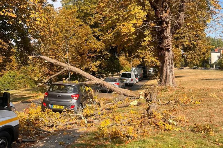 Downs tree that fell and smashed into car was due to be removed