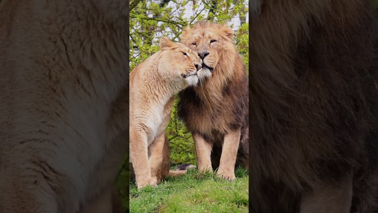 Lion cubs snuggle and show off playful cuddles