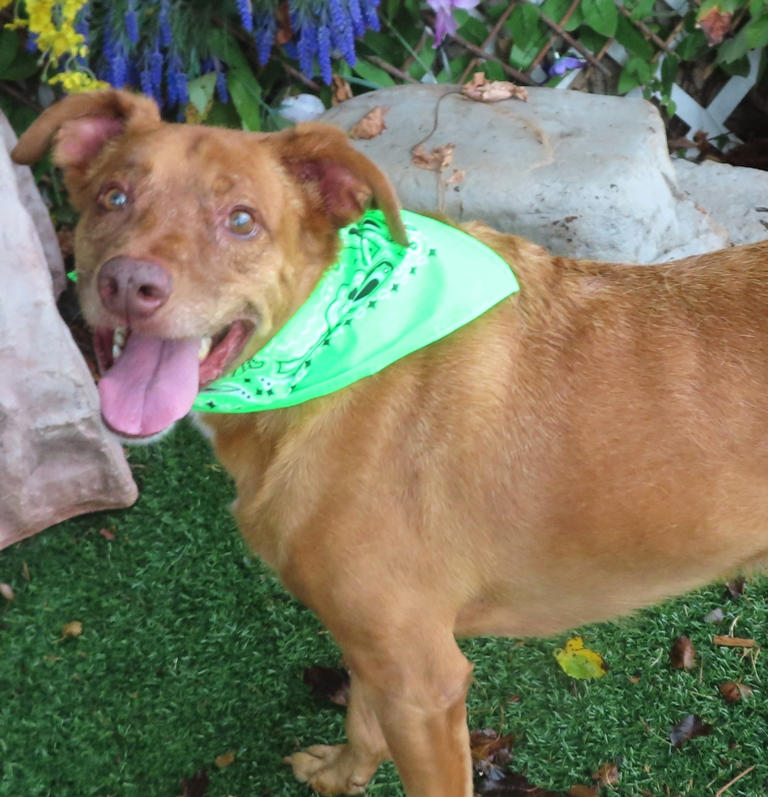 Looking to add a pet to your family? Gigi, Jade, others available at OKC-area shelters