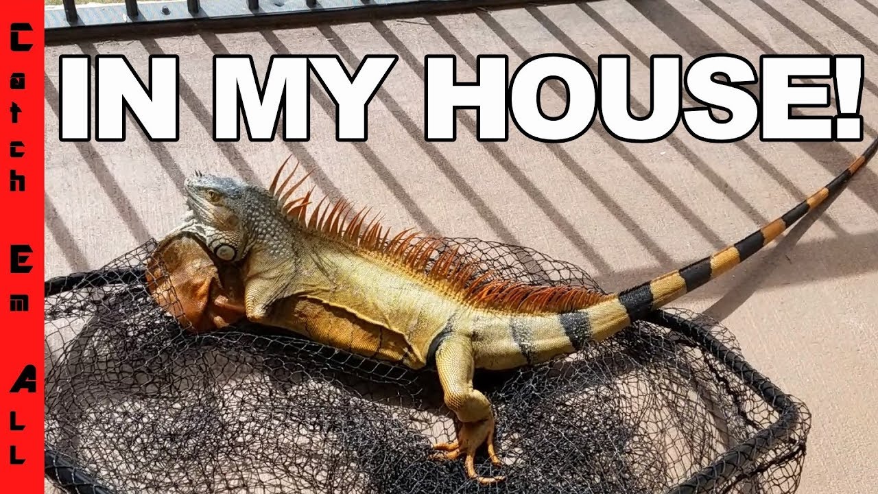 Wild Iguana Breaks Into My House and Attacks!