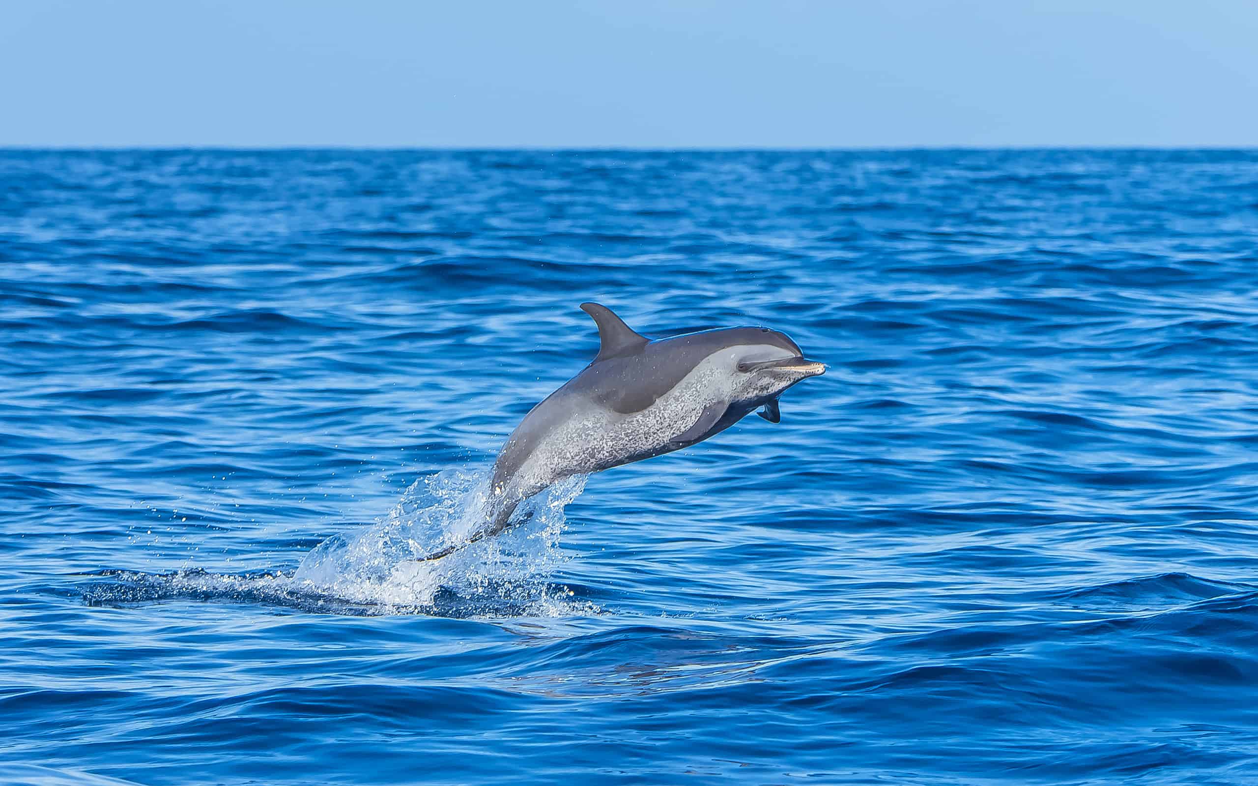 10 Types of Dolphins Living in Florida Waters