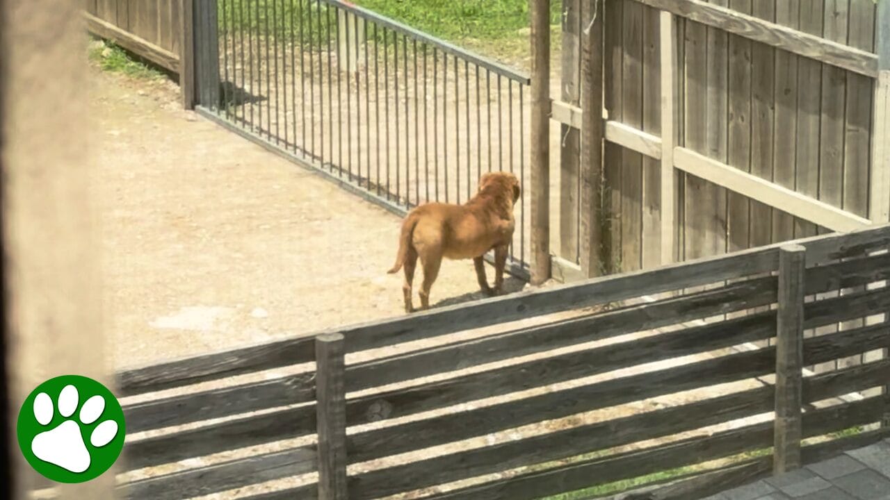 Neighbor Saves Abandoned Dog Next Door